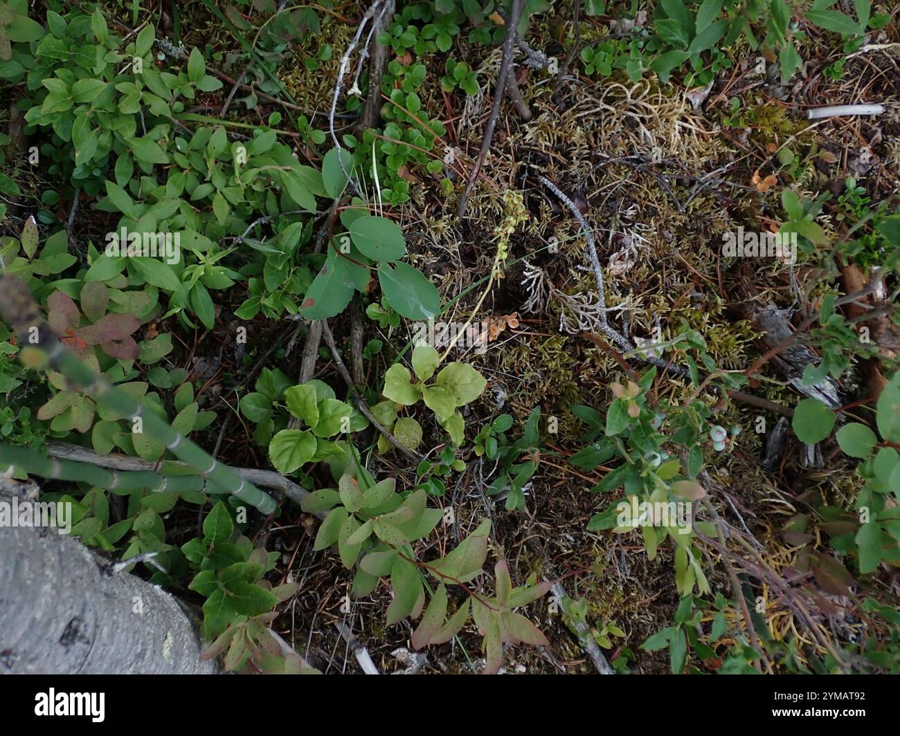 heath family (Ericaceae Stock Photo - Alamy