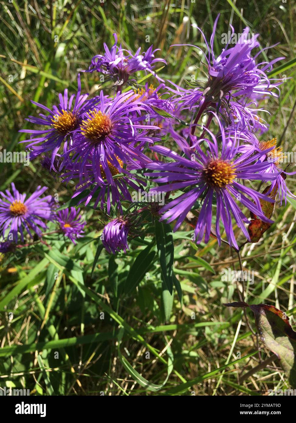 New England aster (Symphyotrichum novae-angliae Stock Photo - Alamy