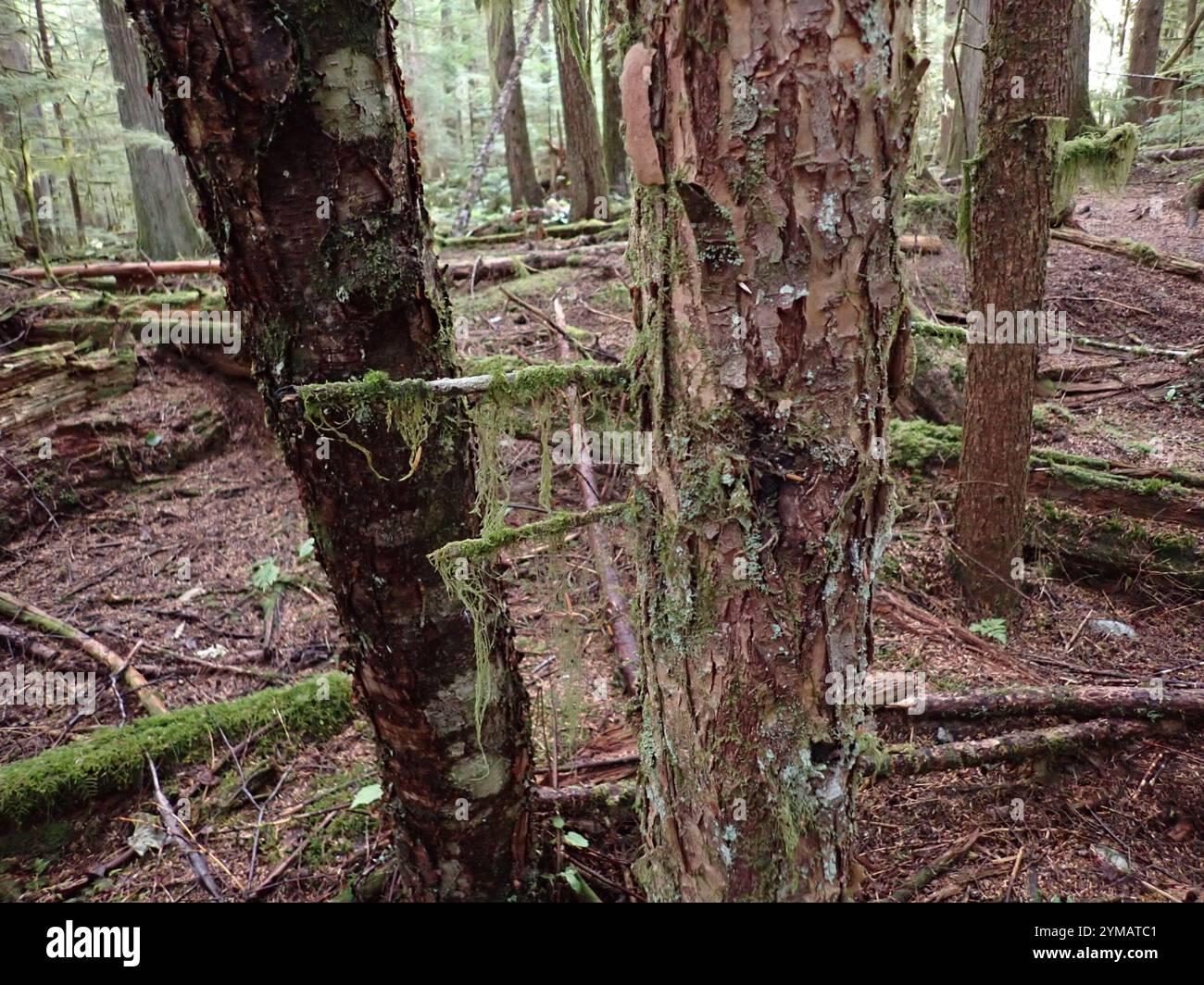 barnacle lichens (Thelotrema Stock Photo - Alamy