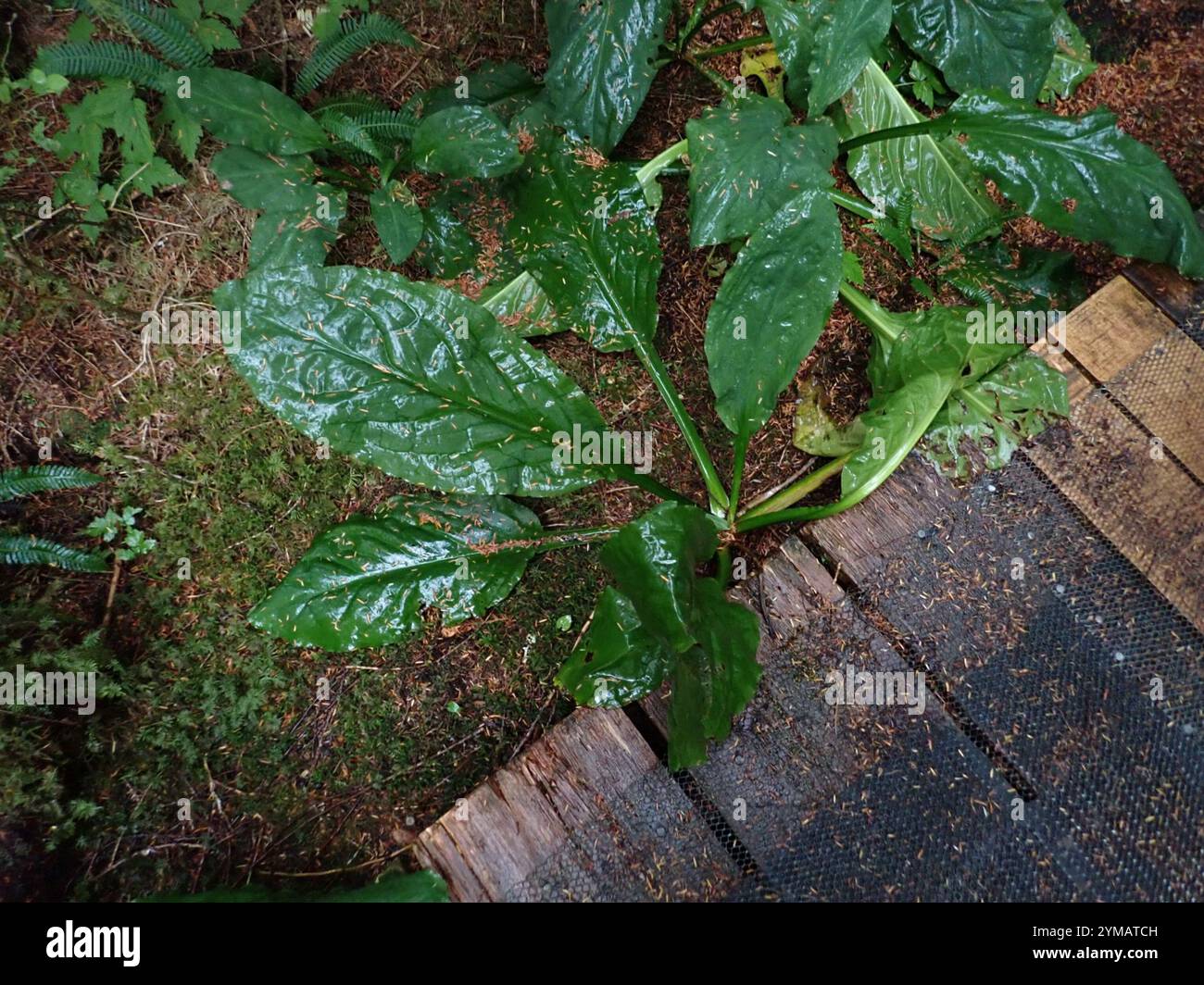 western skunk cabbage (Lysichiton americanus Stock Photo - Alamy