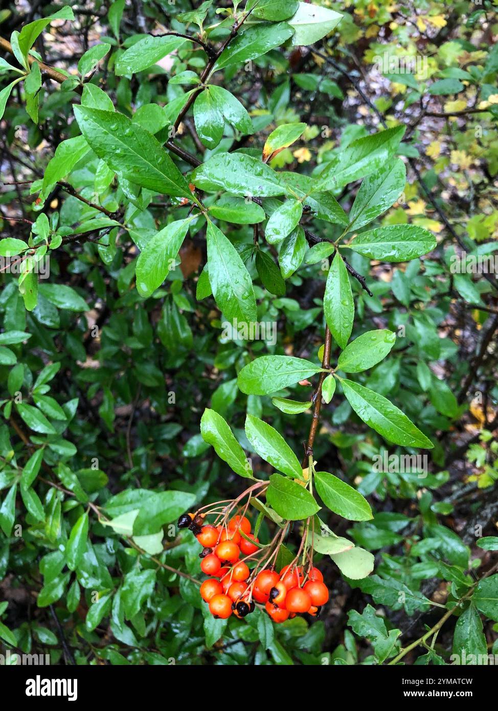 Firethorn (Pyracantha coccinea Stock Photo - Alamy