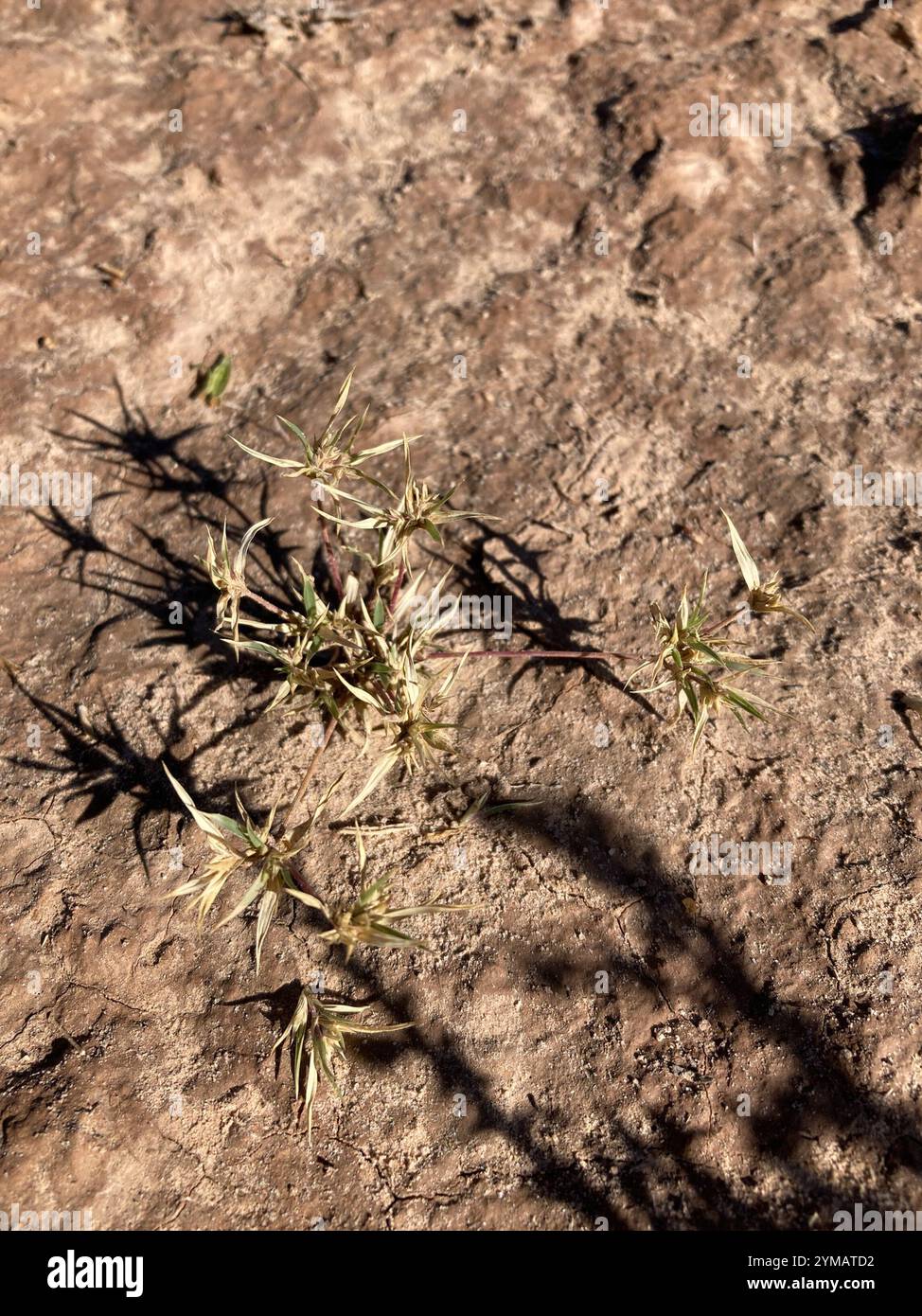 False Buffalograss (Munroa squarrosa Stock Photo - Alamy