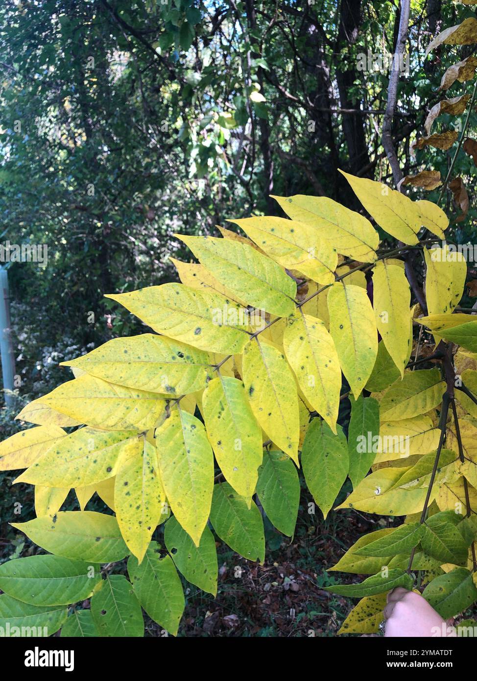 tree-of-heaven (Ailanthus altissima Stock Photo - Alamy