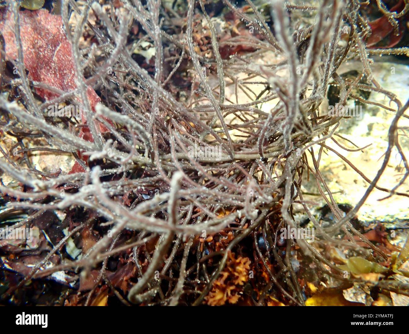 red algae (Rhodophyta Stock Photo - Alamy