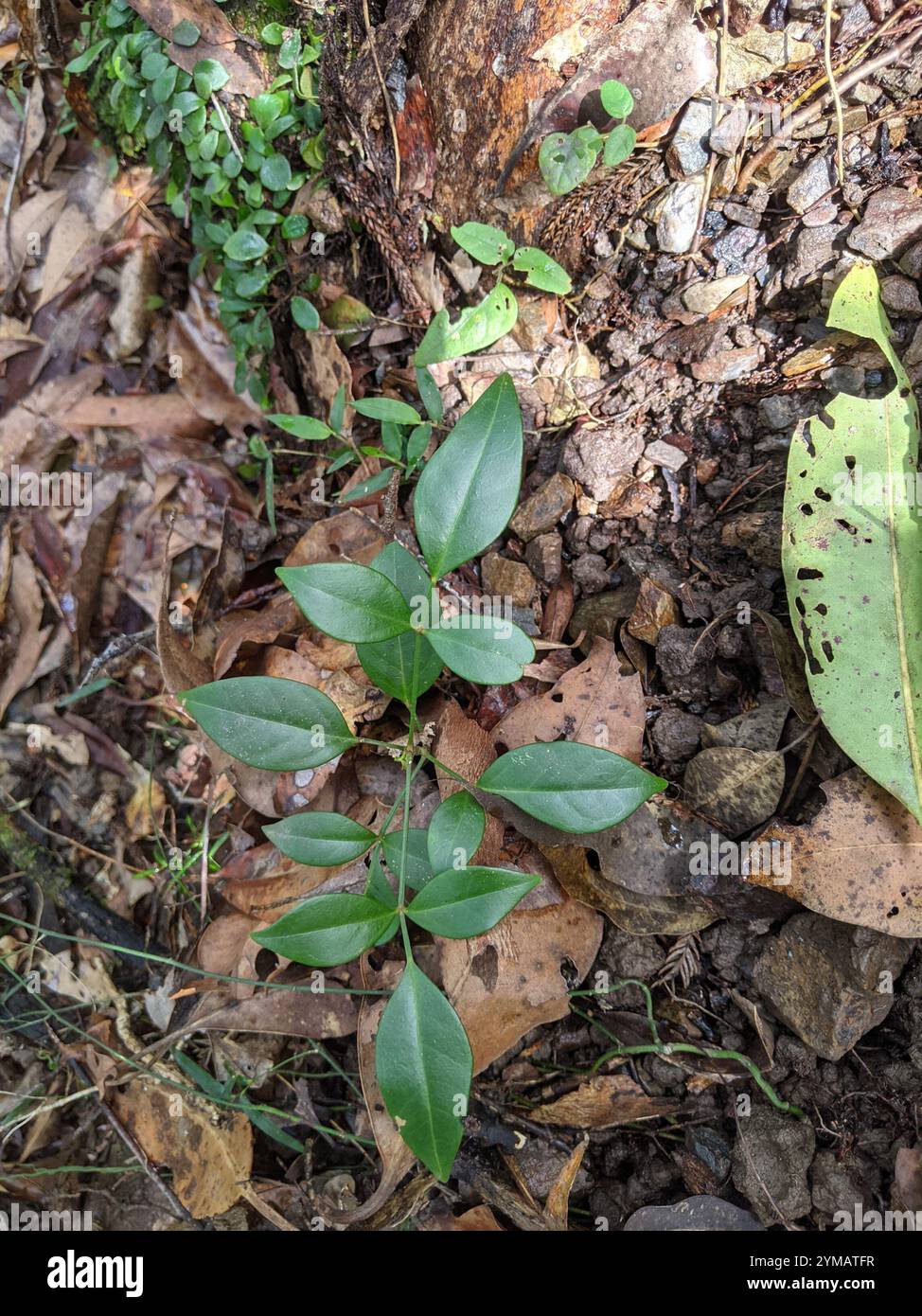 Bower plant hi-res stock photography and images - Alamy