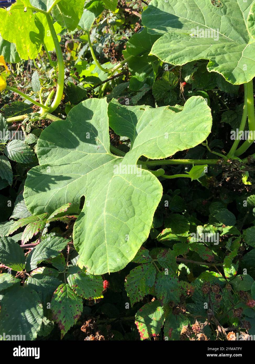 American pumpkin (Cucurbita pepo Stock Photo - Alamy