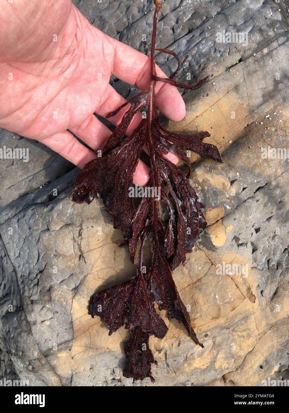 red sea leaf (Erythrophyllum delesserioides Stock Photo - Alamy