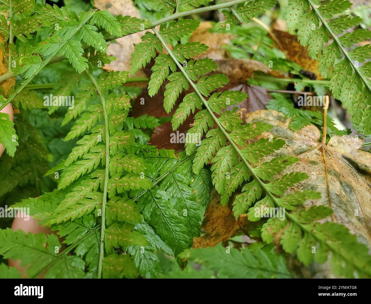 wood ferns (Dryopteris Stock Photo - Alamy