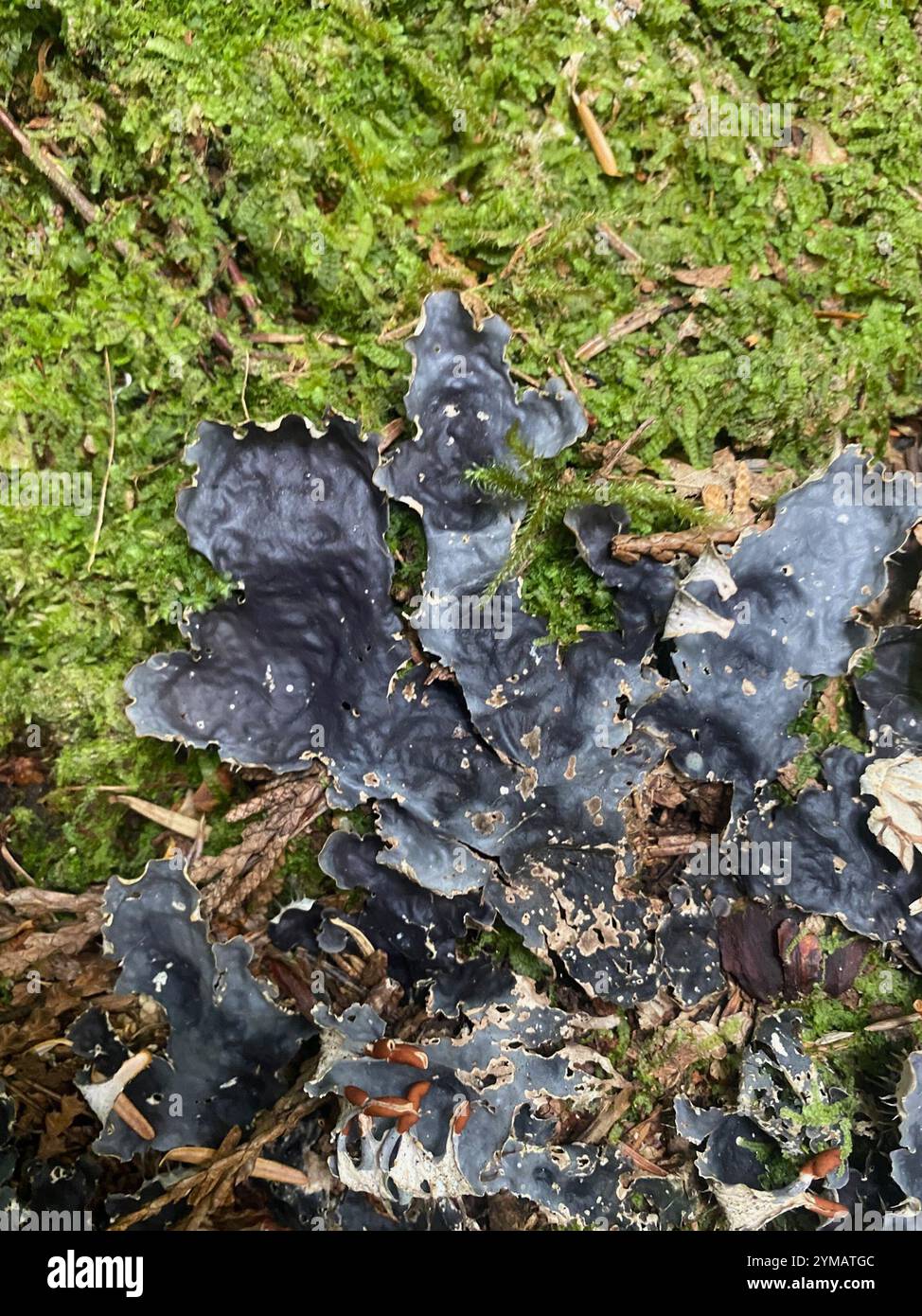 membranous pelt lichen (Peltigera membranacea Stock Photo - Alamy
