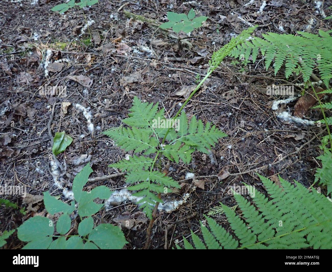 rattlesnake fern (Botrypus virginianus Stock Photo - Alamy