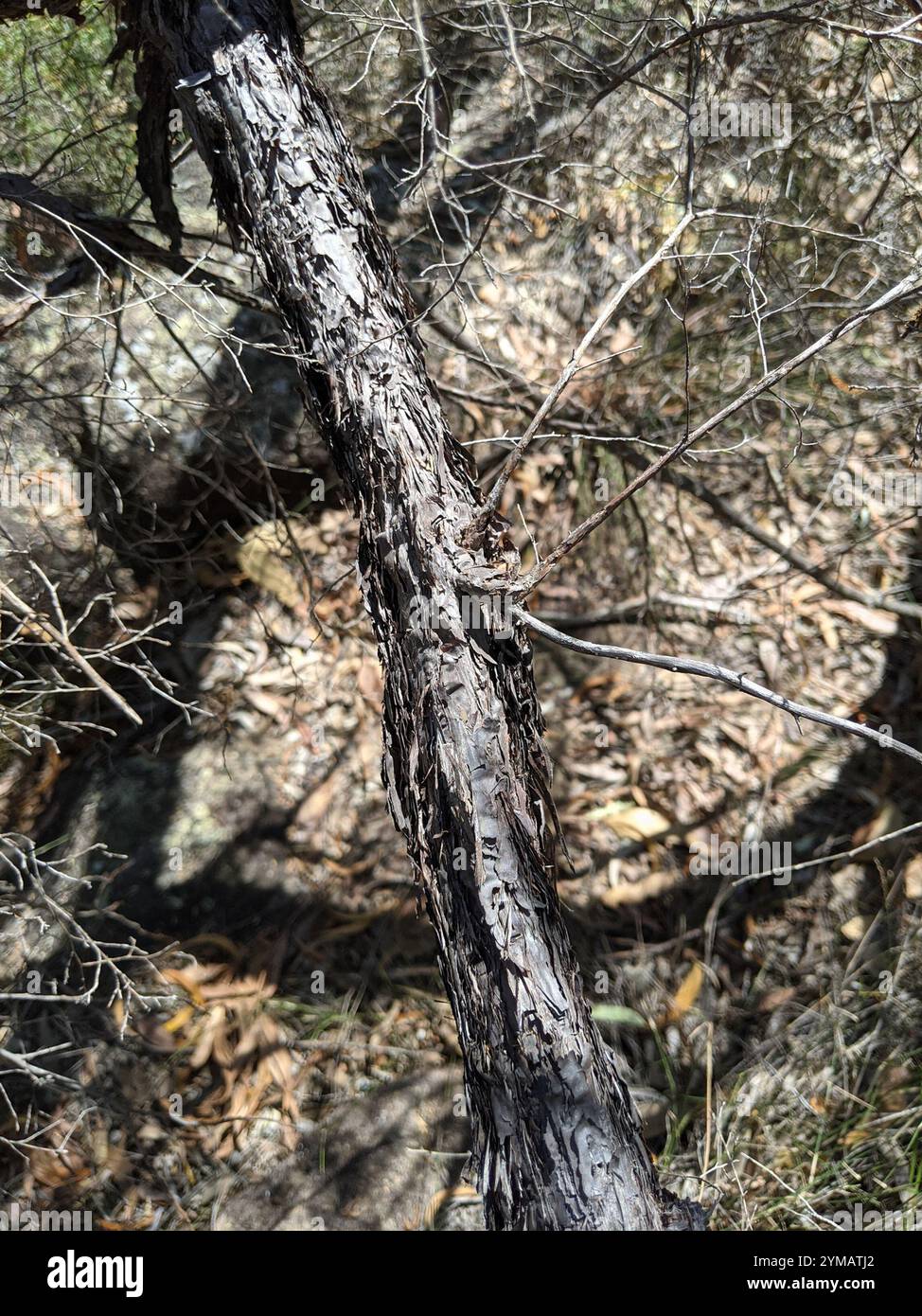 Paperbark Tea Tree (Gaudium trinervium Stock Photo - Alamy