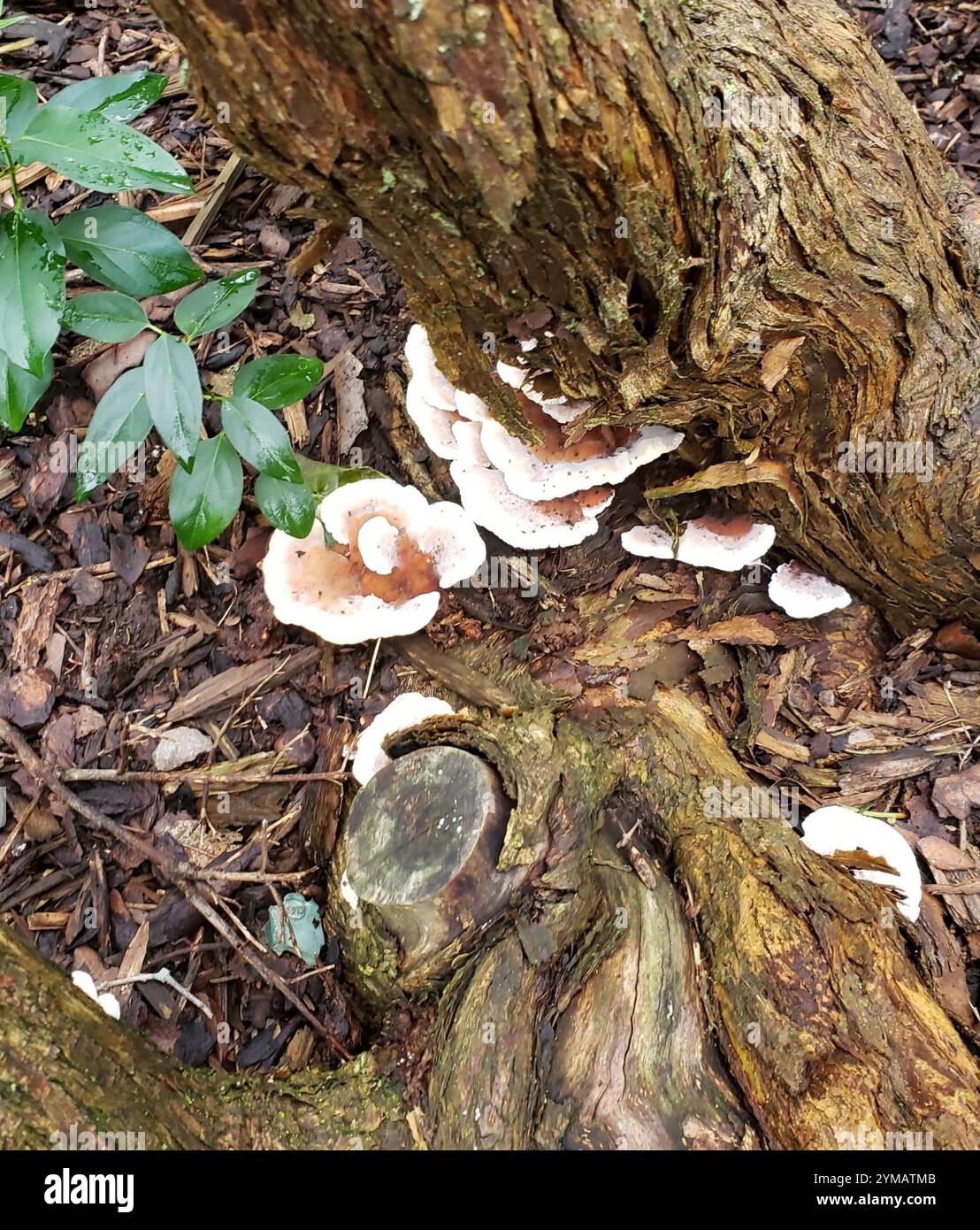 Blushing Rosette (Abortiporus biennis Stock Photo - Alamy