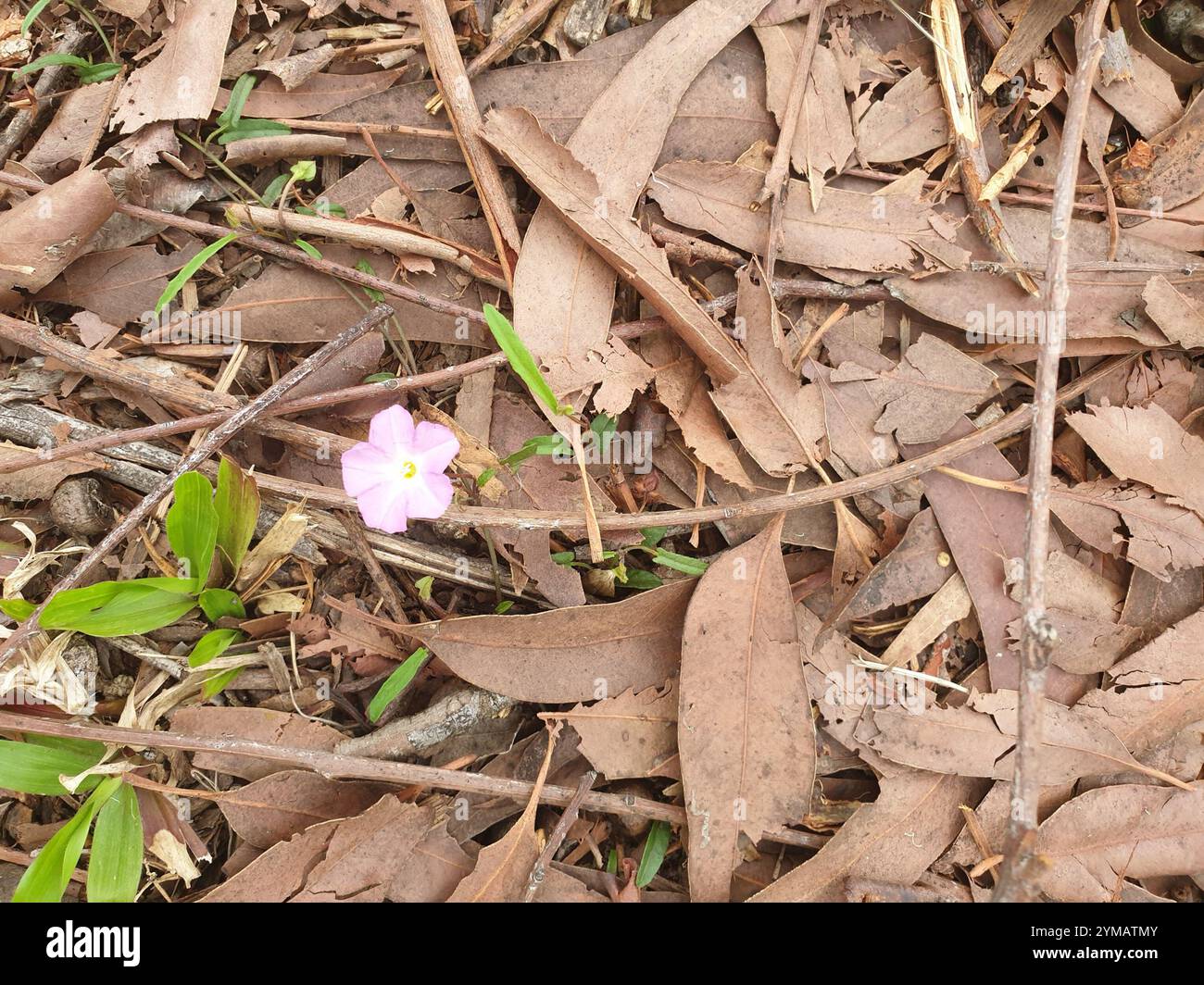 slender bindweed (Polymeria calycina Stock Photo - Alamy