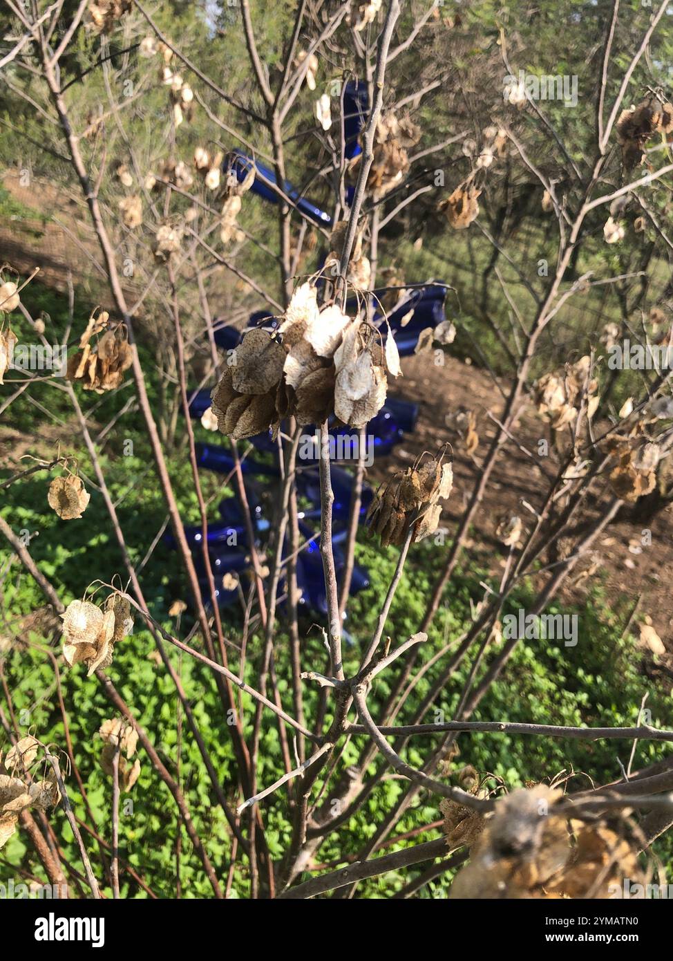 Wafer ash hi-res stock photography and images - Alamy