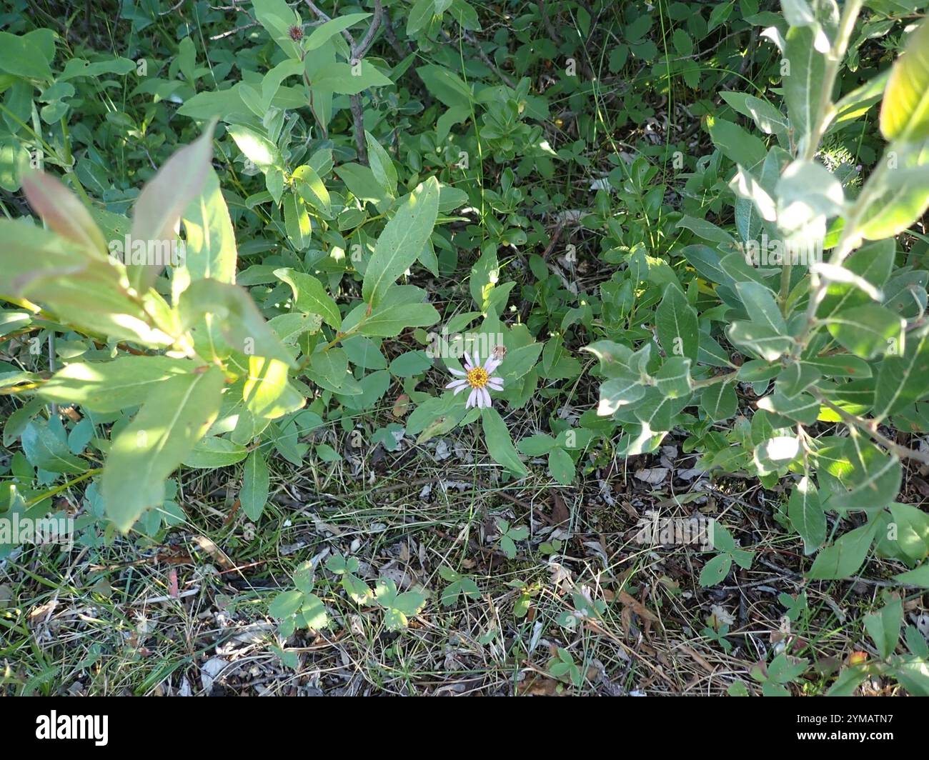 wood asters (Eurybia Stock Photo - Alamy