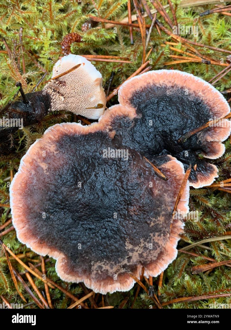 Red-juice Tooth (Hydnellum peckii Stock Photo - Alamy