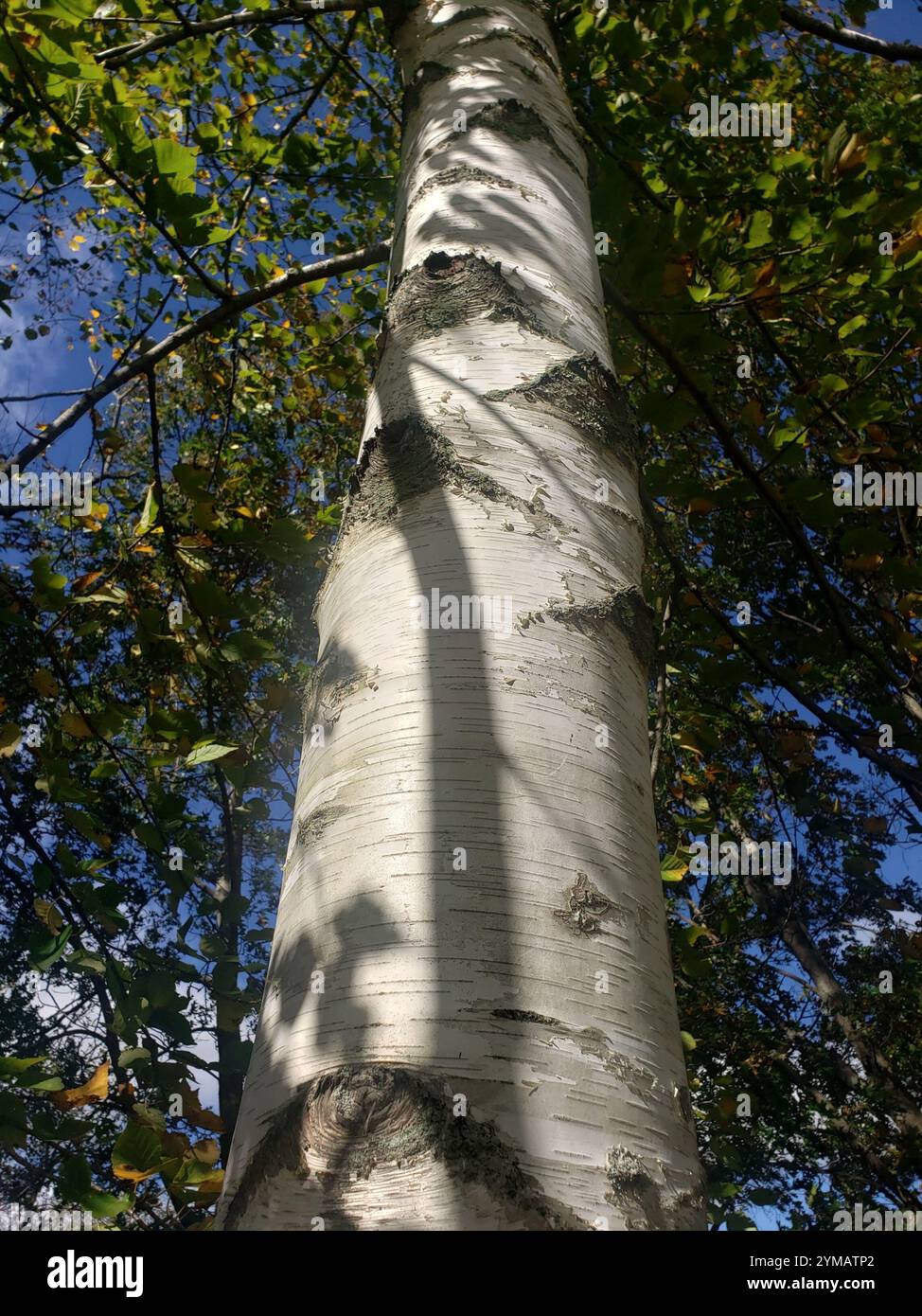 paper birch (Betula papyrifera Stock Photo - Alamy