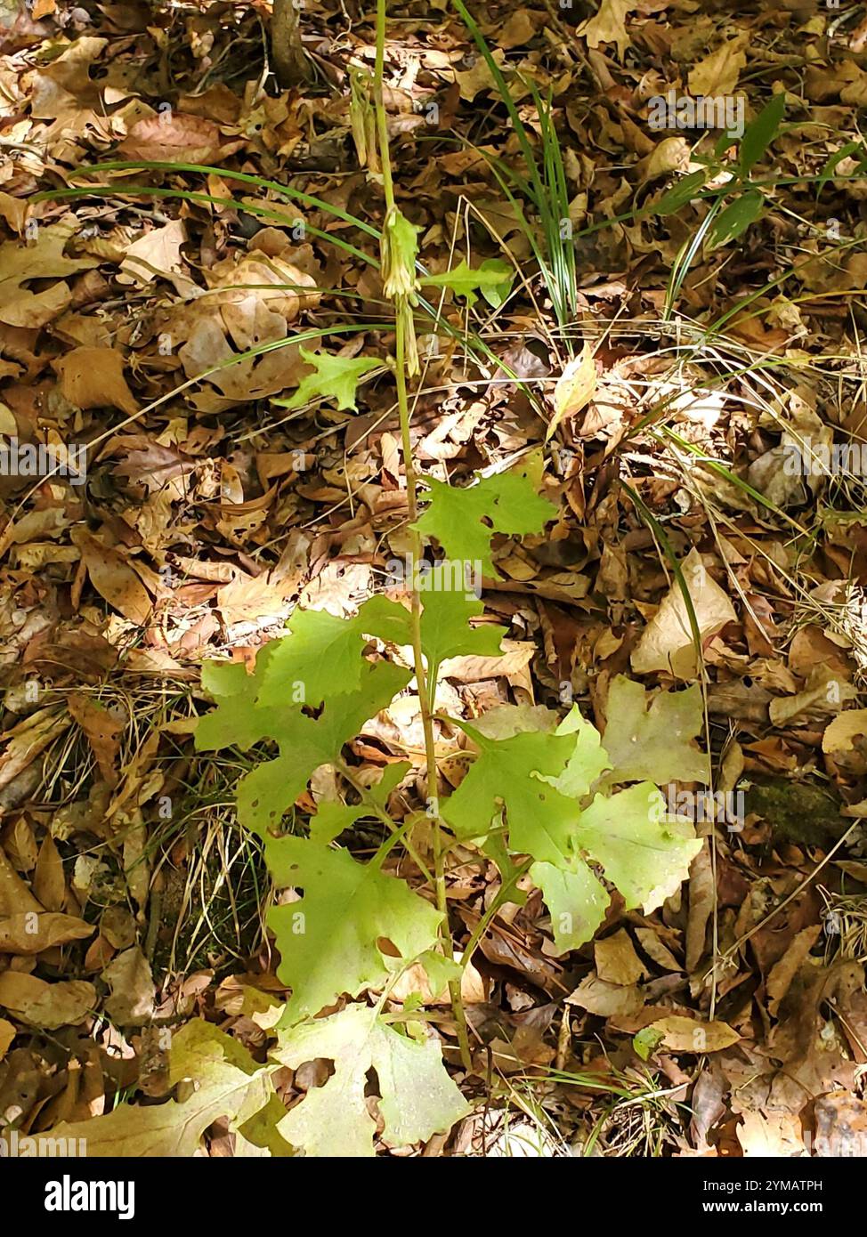lion's foot rattlesnake root (Nabalus serpentarius Stock Photo - Alamy