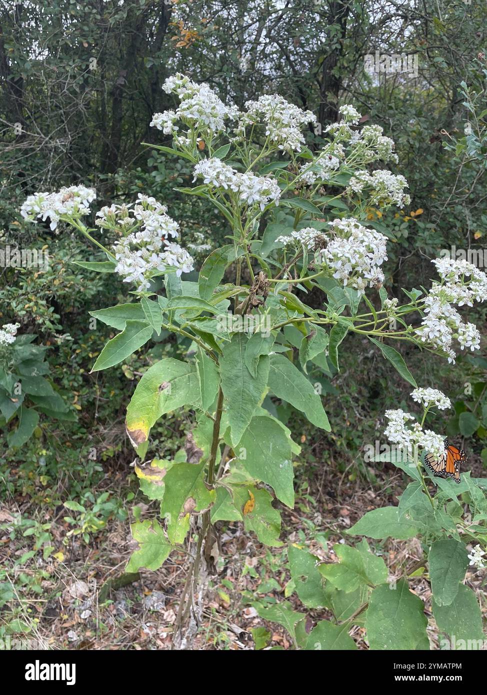 frostweed (Verbesina virginica Stock Photo - Alamy