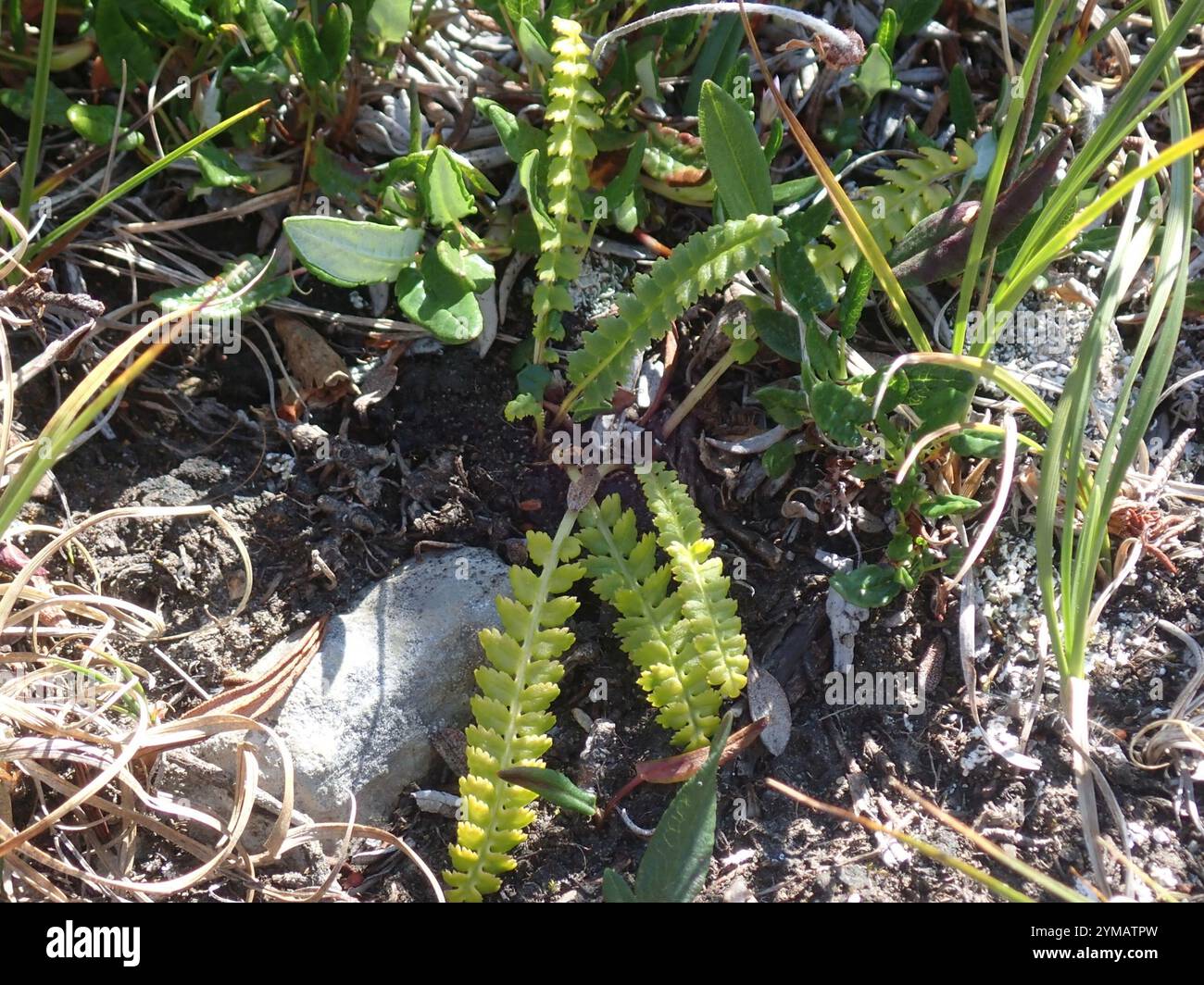 vascular plants (Tracheophyta Stock Photo - Alamy