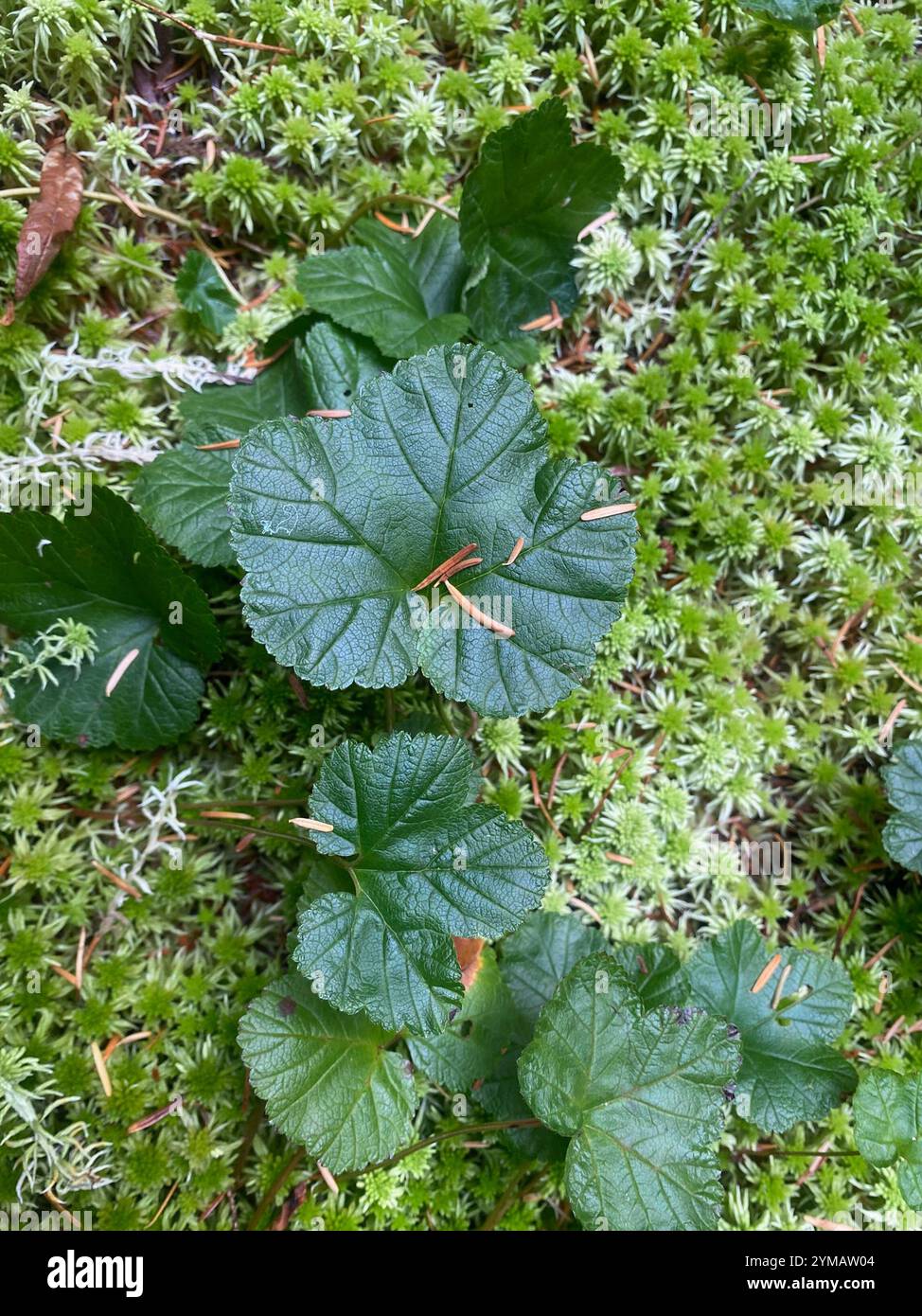 cloudberry (Rubus chamaemorus Stock Photo - Alamy