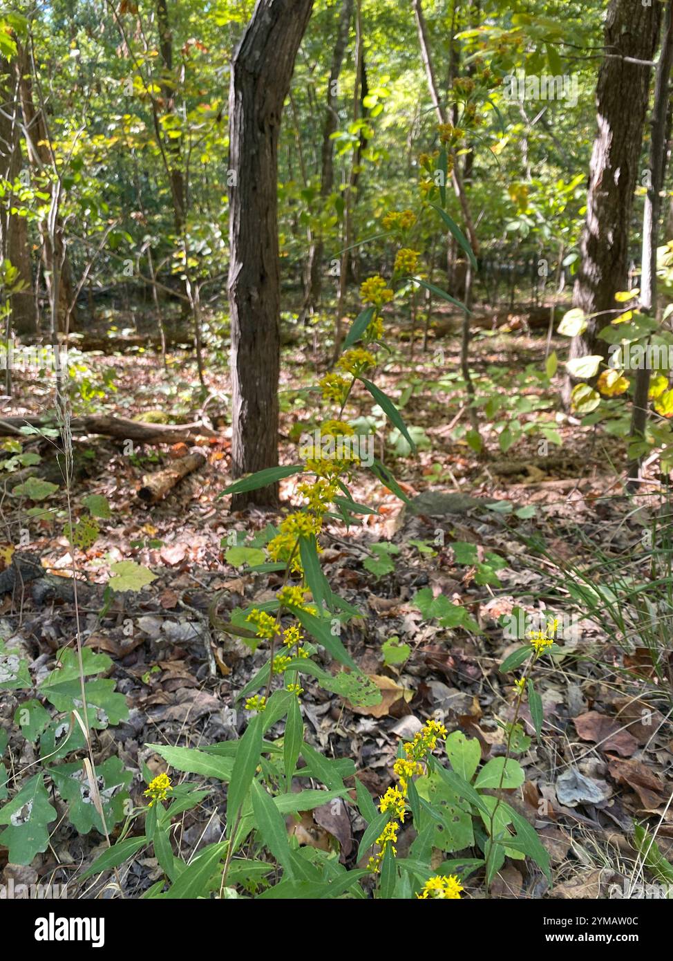 bluestem goldenrod (Solidago caesia Stock Photo - Alamy