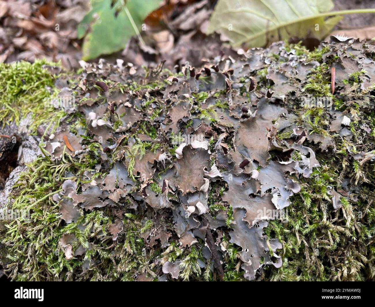 scaly pelt lichen (Peltigera praetextata Stock Photo - Alamy