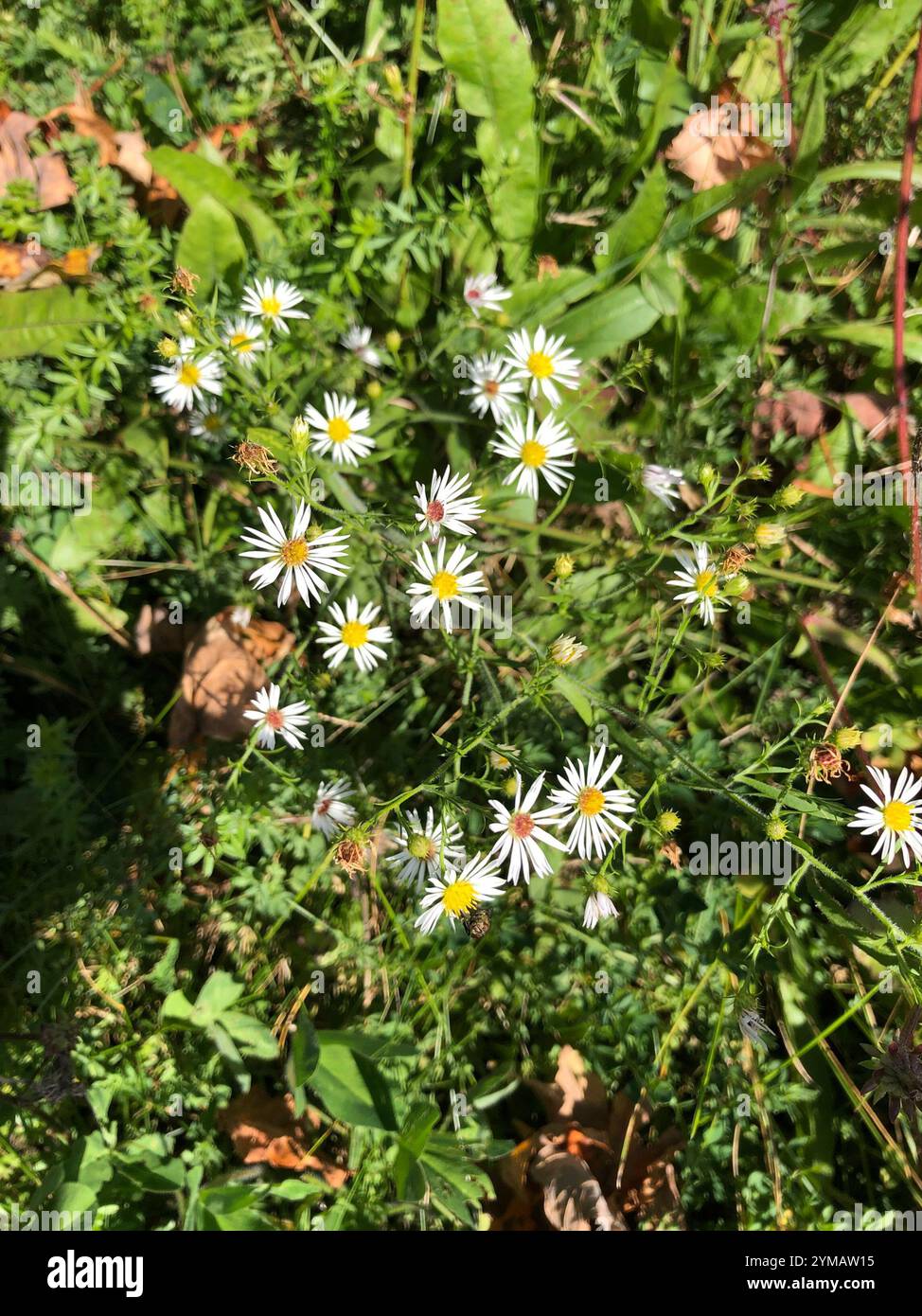 hairy white oldfield aster (Symphyotrichum pilosum Stock Photo - Alamy