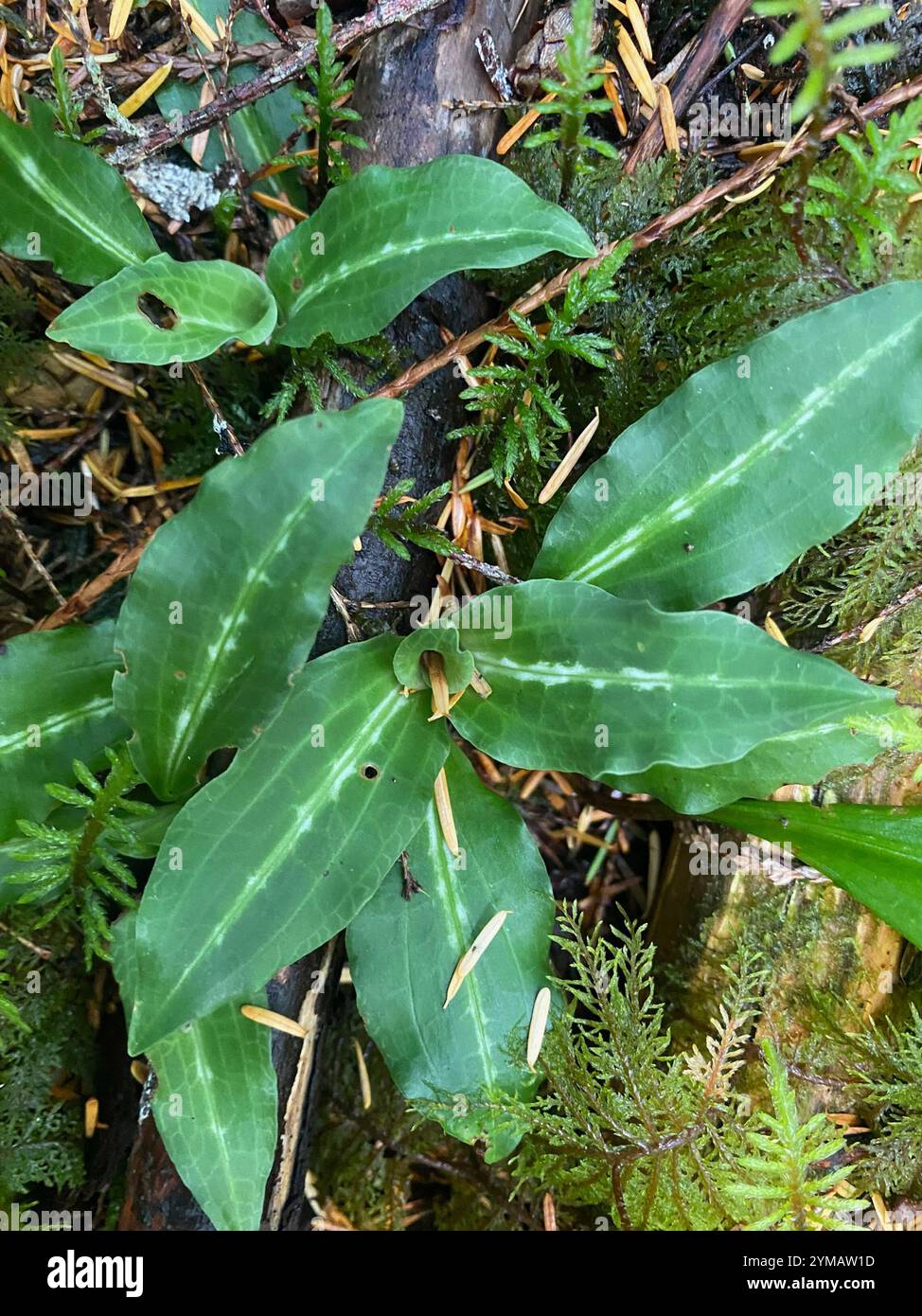 Western Rattlesnake Plantain (Goodyera oblongifolia Stock Photo - Alamy
