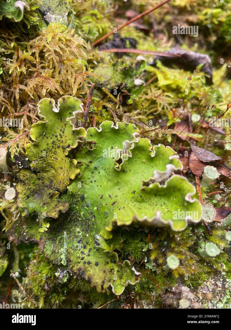 freckled pelt lichen (Peltigera aphthosa Stock Photo - Alamy