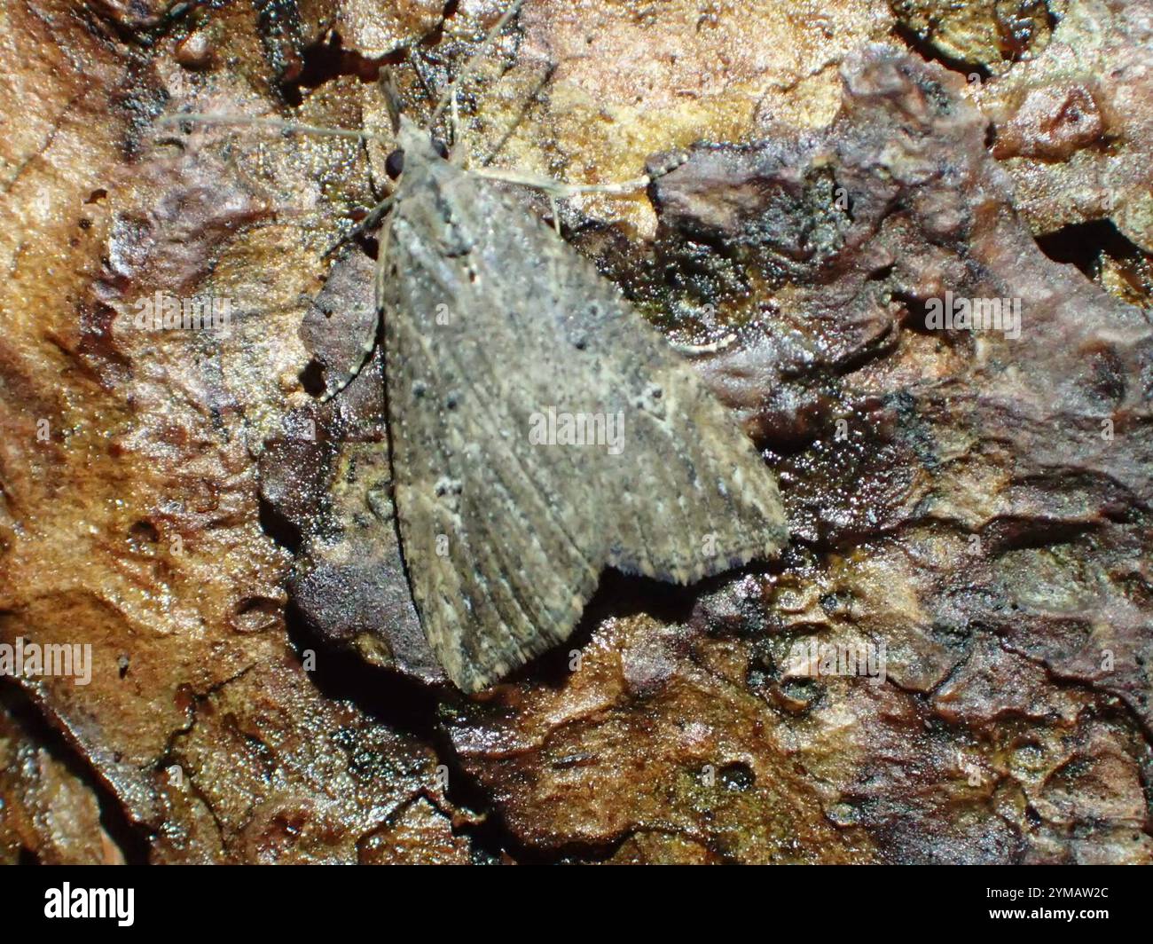 Hop Vine Snout (Hypena humuli Stock Photo - Alamy