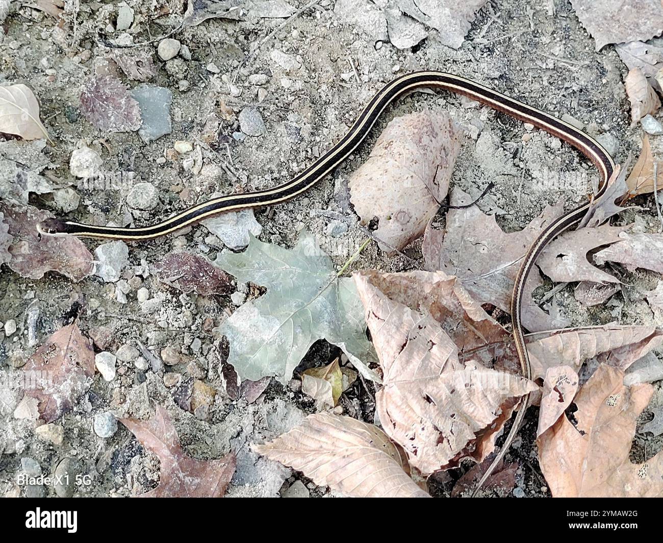 Northern Ribbon Snake (Thamnophis saurita septentrionalis Stock Photo ...