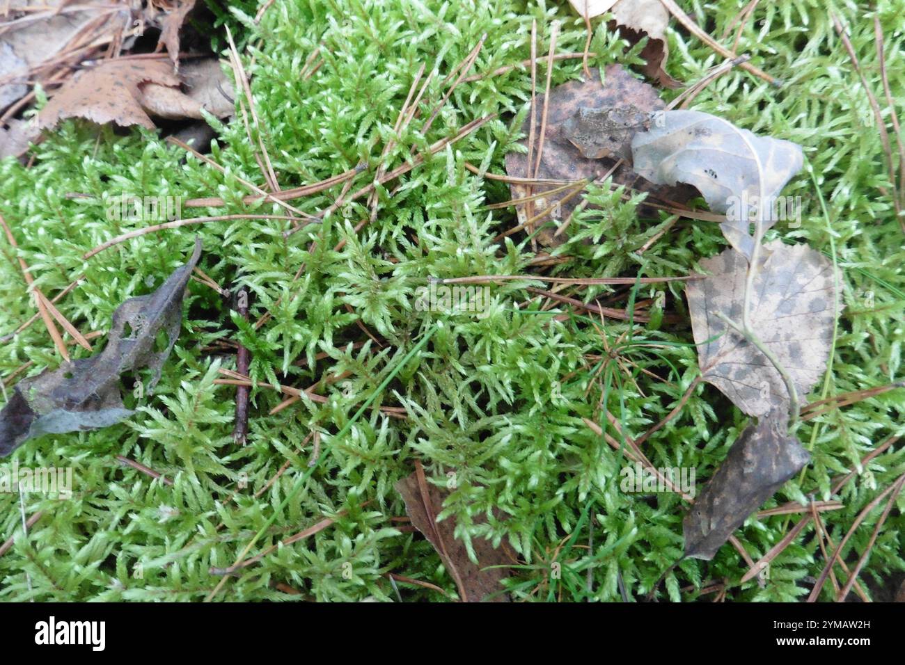 Red-stemmed Feather Moss (Pleurozium schreberi Stock Photo - Alamy