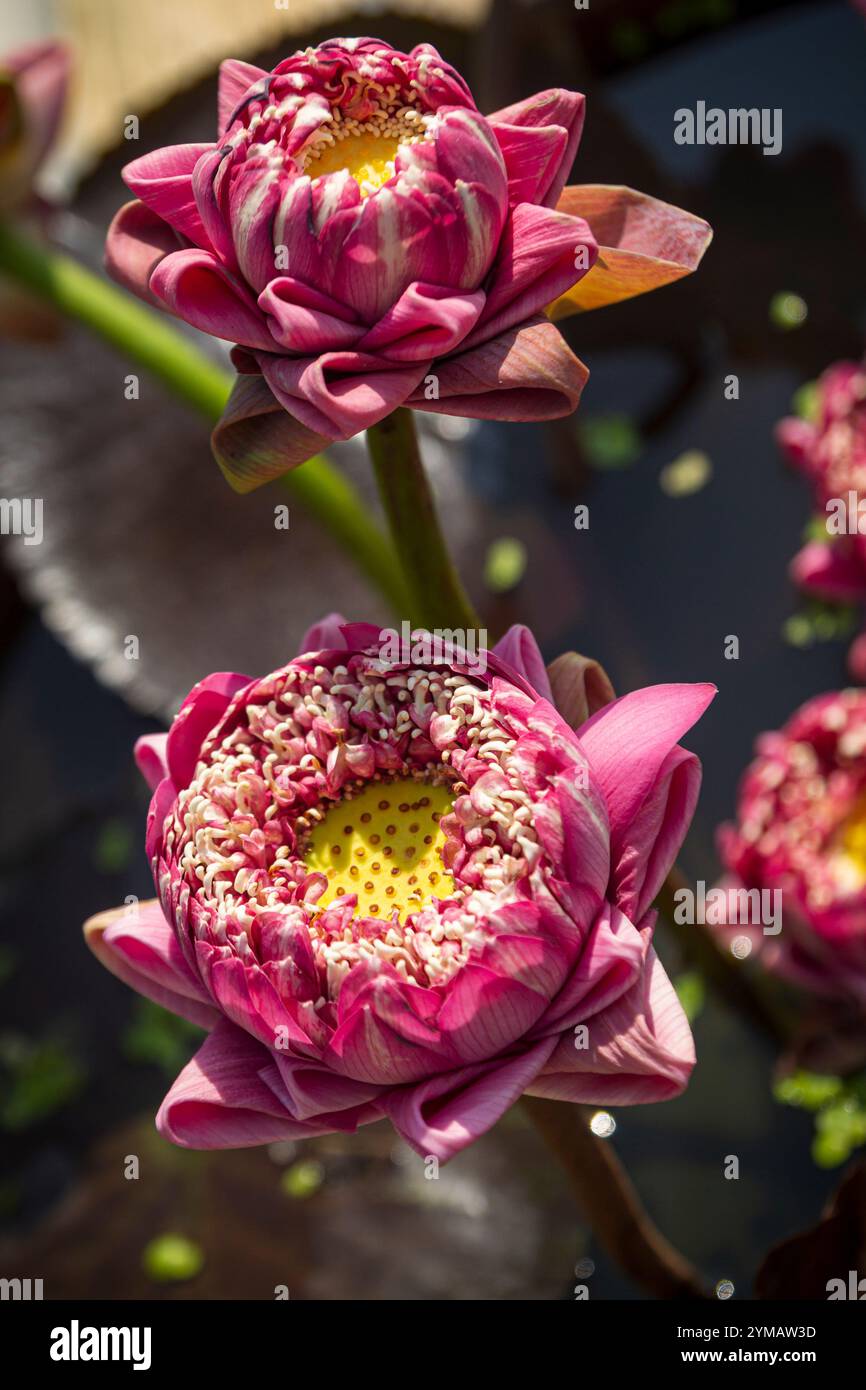The Momo Botan Lotus is one of the best blooming lotuses - the beauty ...