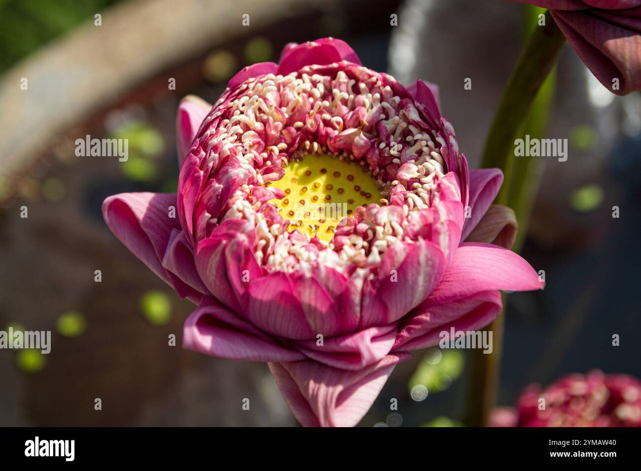 The Momo Botan Lotus is one of the best blooming lotuses - the beauty ...