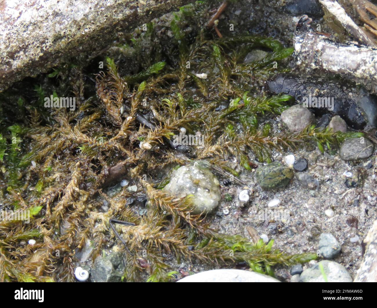 Willow Moss (Fontinalis antipyretica Stock Photo - Alamy