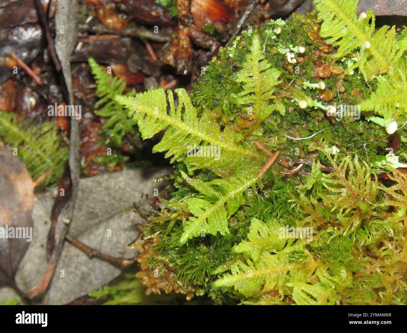 Ostrich-plume Moss (Ptilium crista-castrensis Stock Photo - Alamy