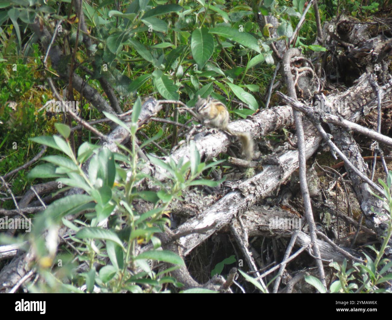 Least Chipmunk (Neotamias minimus Stock Photo - Alamy