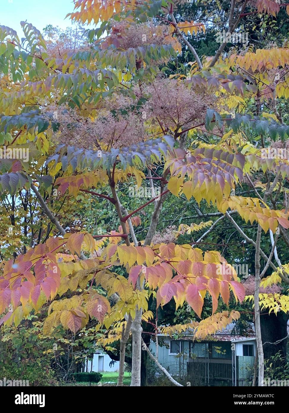 Japanese angelica tree (Aralia elata Stock Photo - Alamy