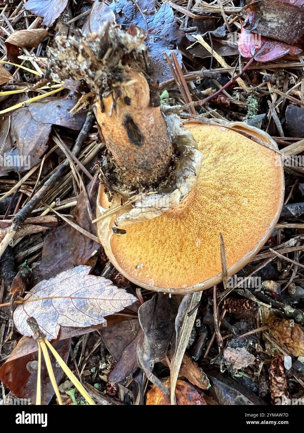 Slippery Jill (Suillus salmonicolor Stock Photo - Alamy