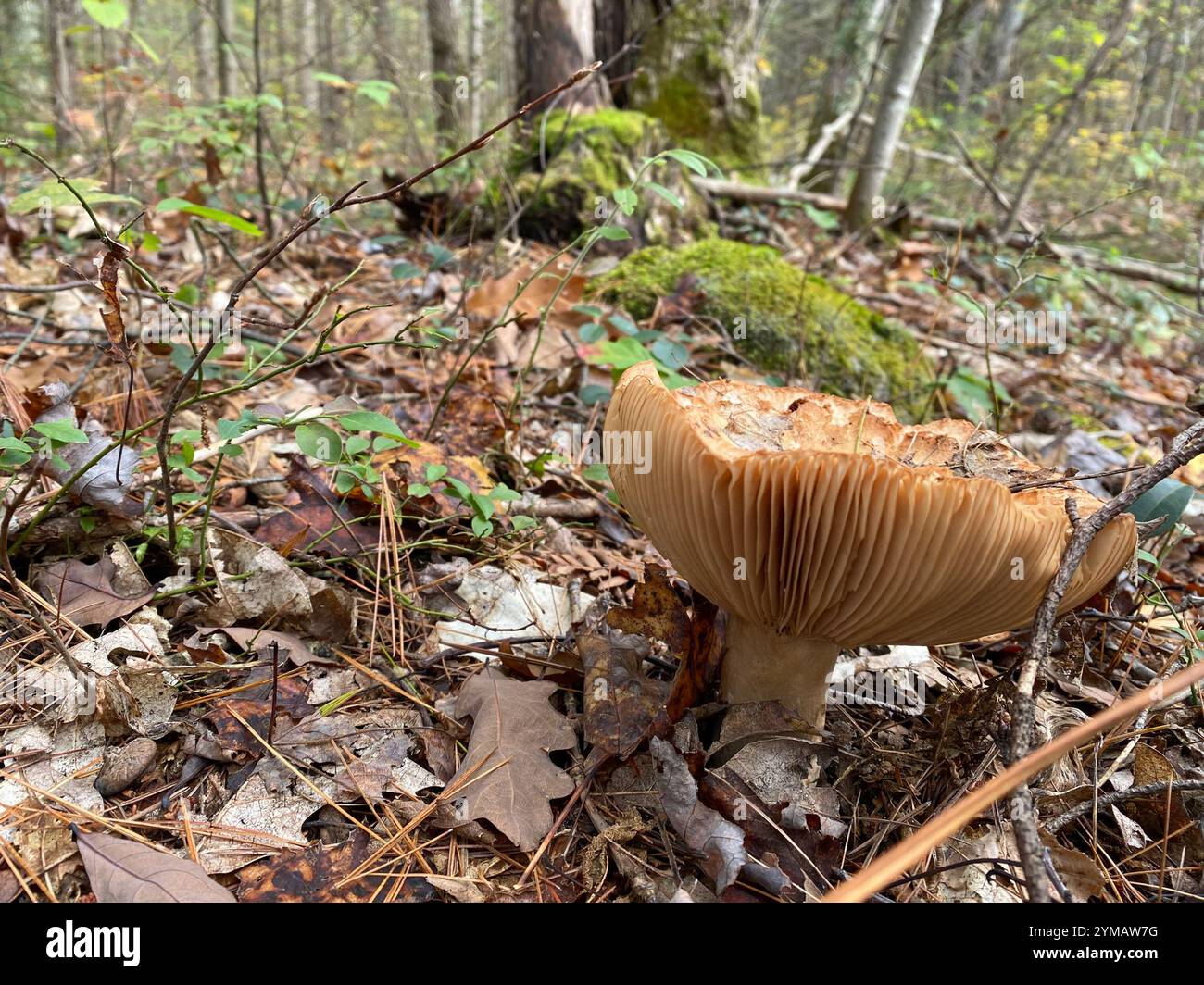 Short-stemmed Russula (Russula brevipes Stock Photo - Alamy