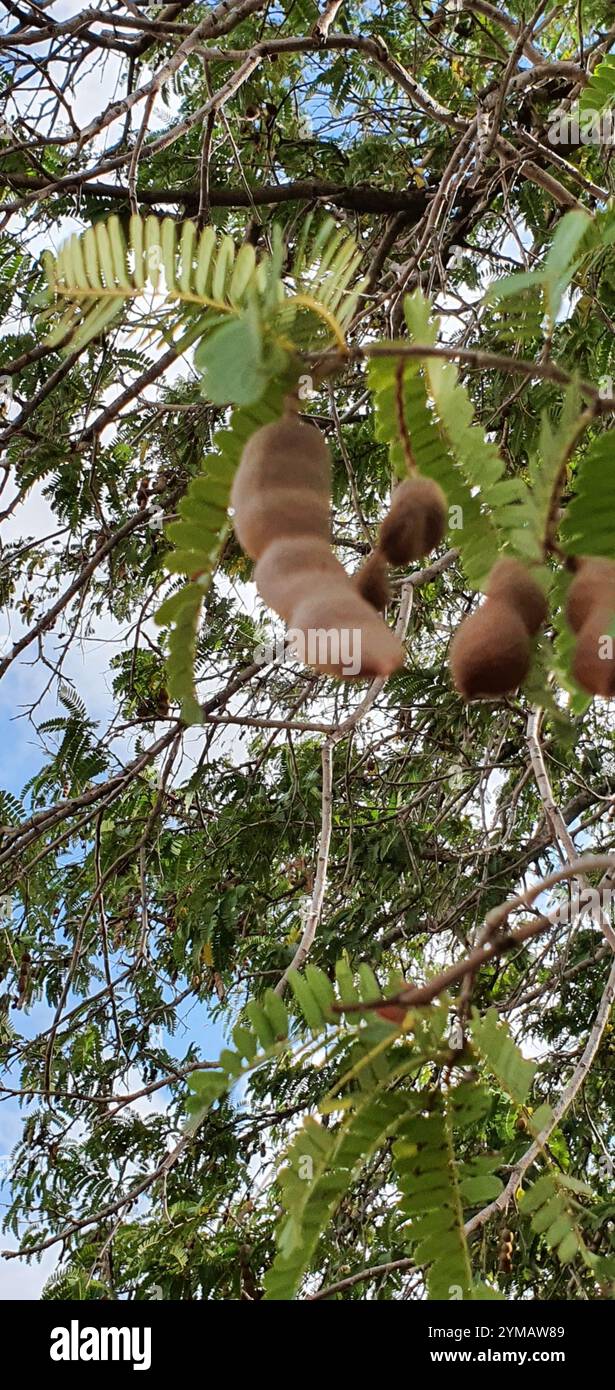 Tamarind (Tamarindus indica Stock Photo - Alamy