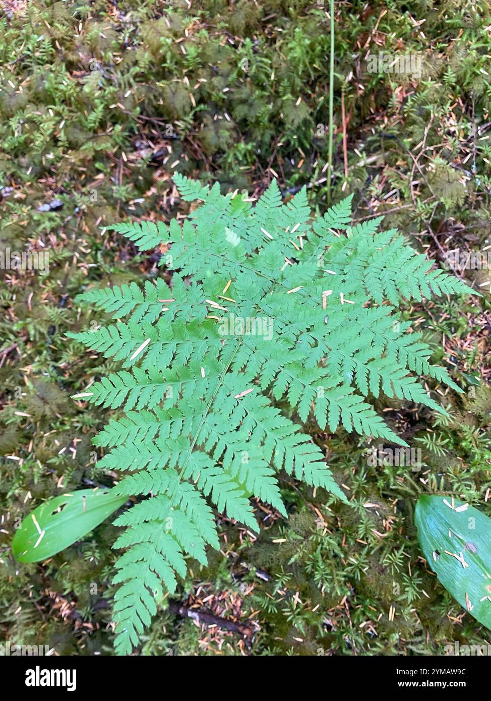 spreading wood fern (Dryopteris expansa Stock Photo - Alamy