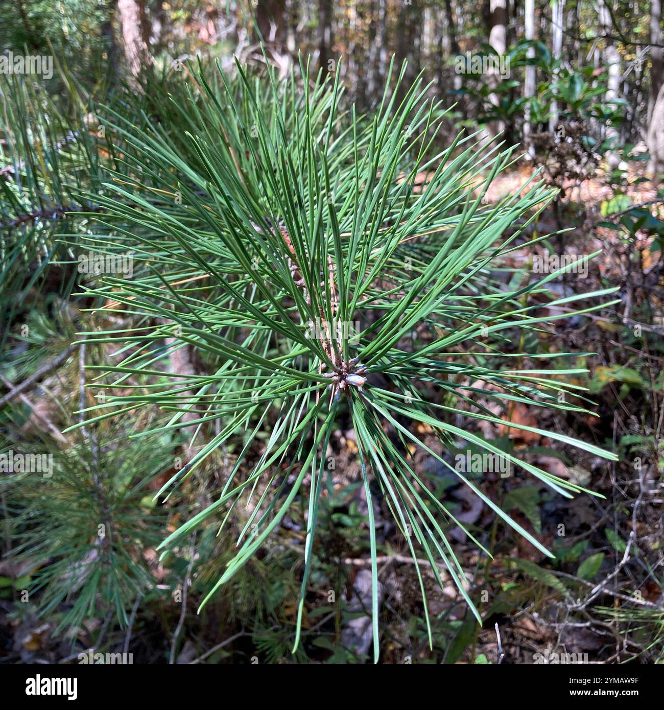 pitch pine (Pinus rigida Stock Photo - Alamy