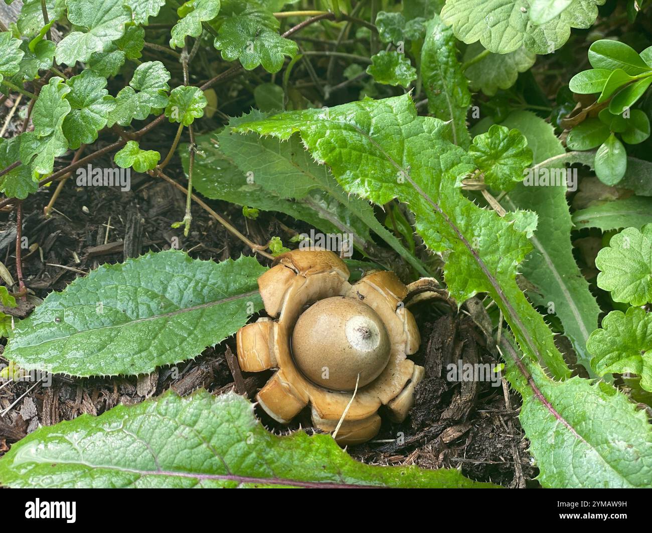 Rounded earthstar hi-res stock photography and images - Alamy