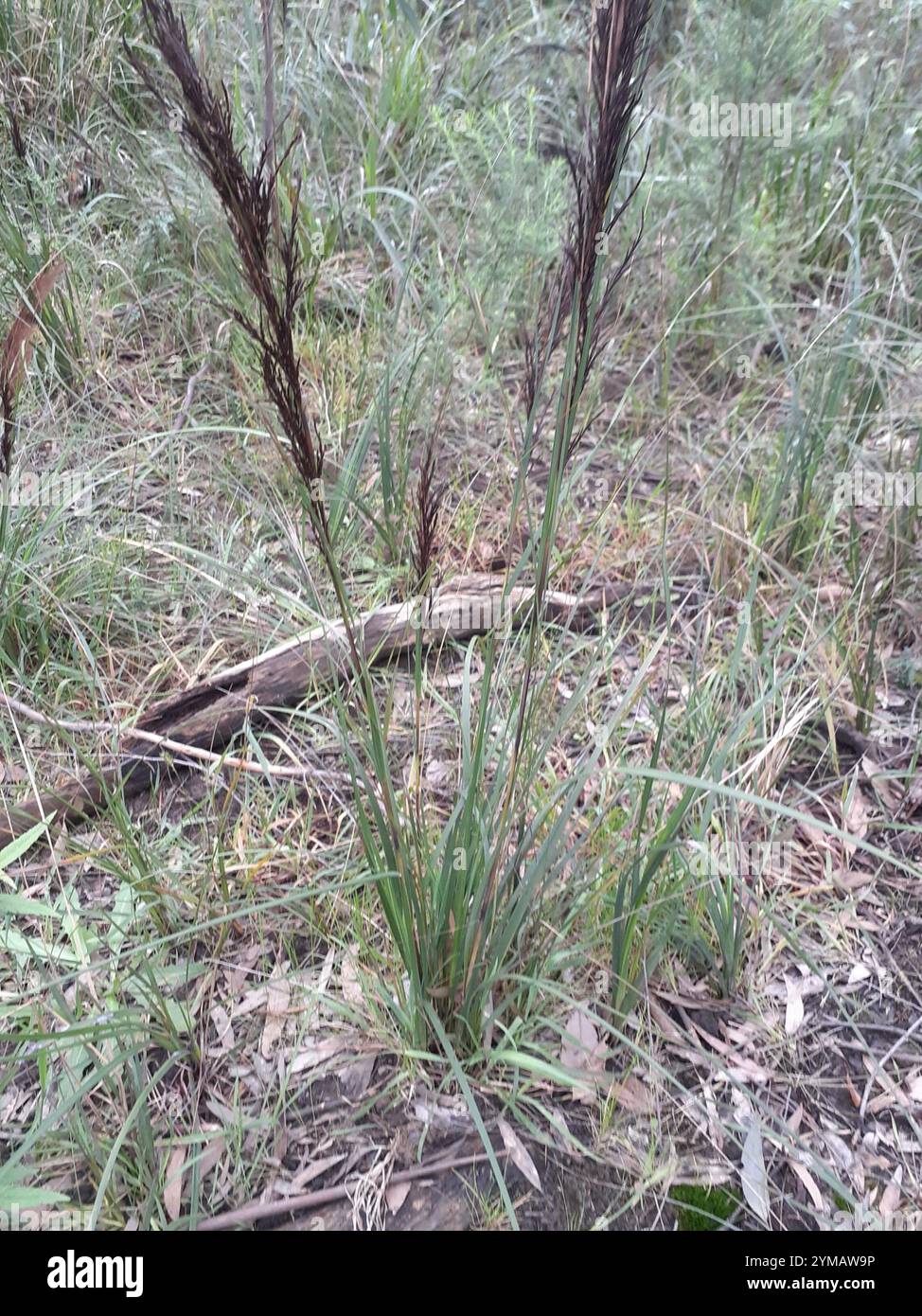 Thatch Saw-sedge (Gahnia radula Stock Photo - Alamy