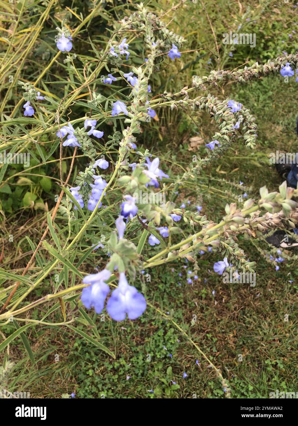 giant blue sage (Salvia azurea Stock Photo - Alamy