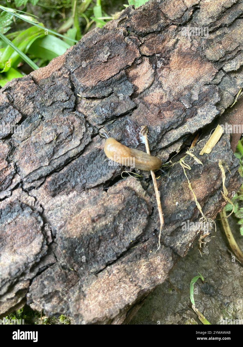 Greenhouse Slug (Milax gagates Stock Photo - Alamy