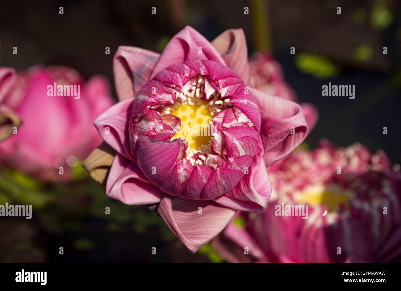 The Momo Botan Lotus is one of the best blooming lotuses - the beauty ...