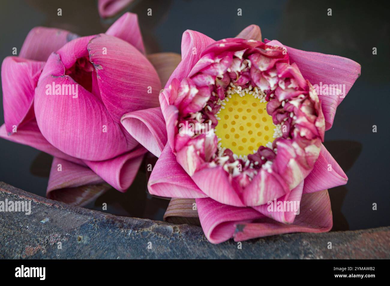The Momo Botan Lotus is one of the best blooming lotuses - the beauty ...